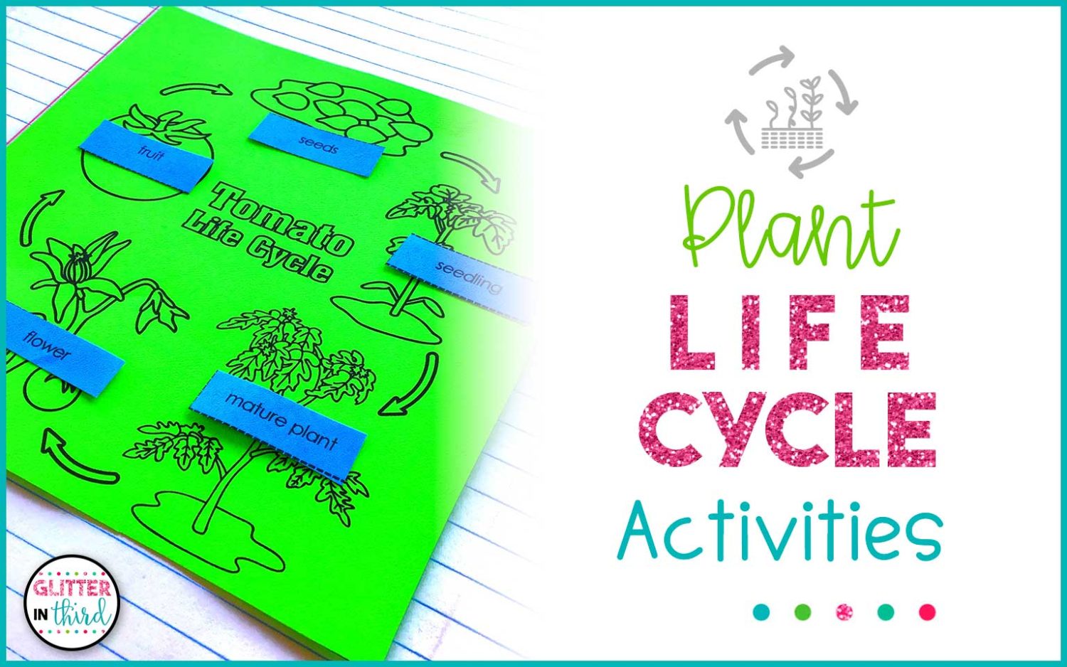 Plant Life Cycle Activities to Use In Your Science Class - Glitter in Third