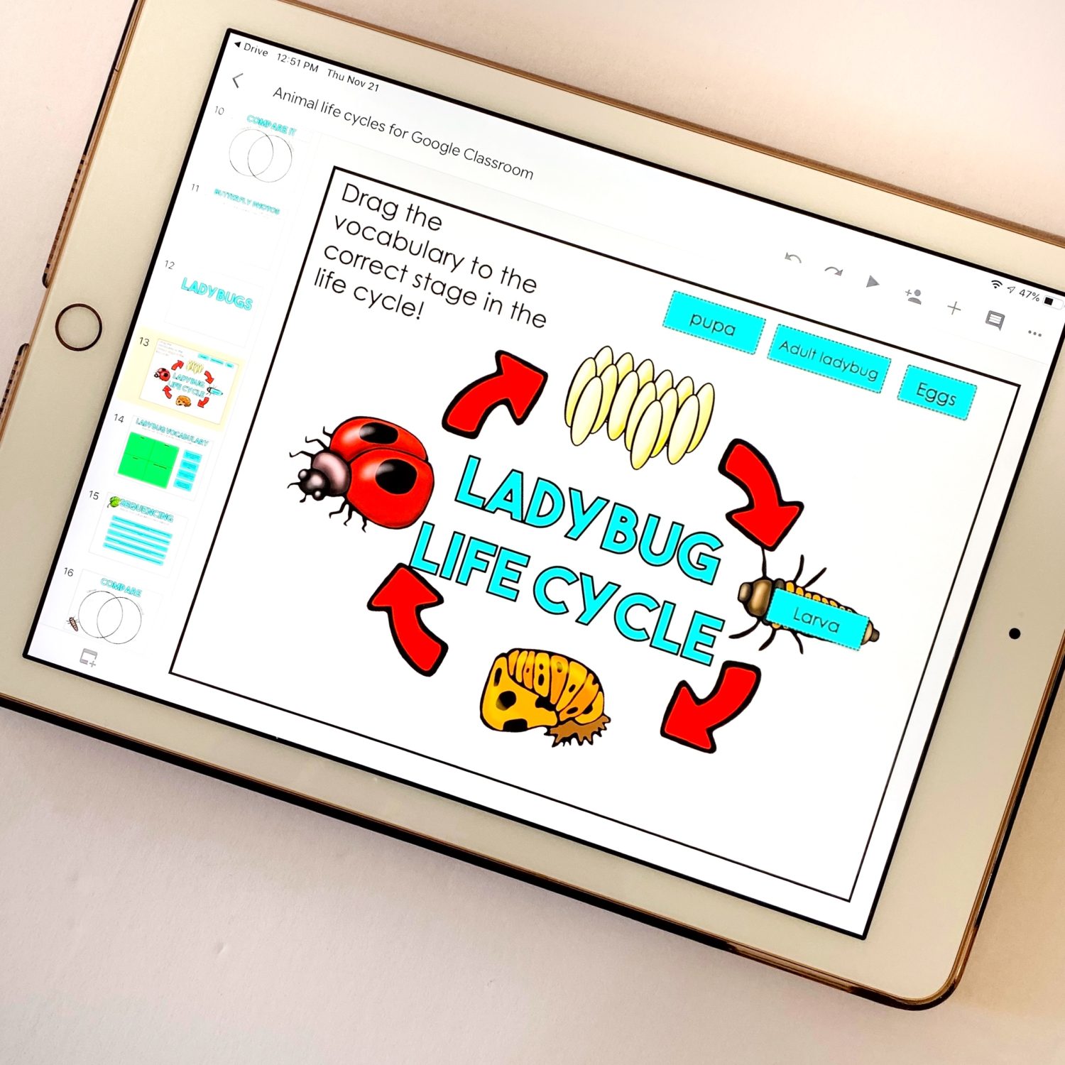 How to Teach Life Cycles Activities and Lessons - Glitter in Third