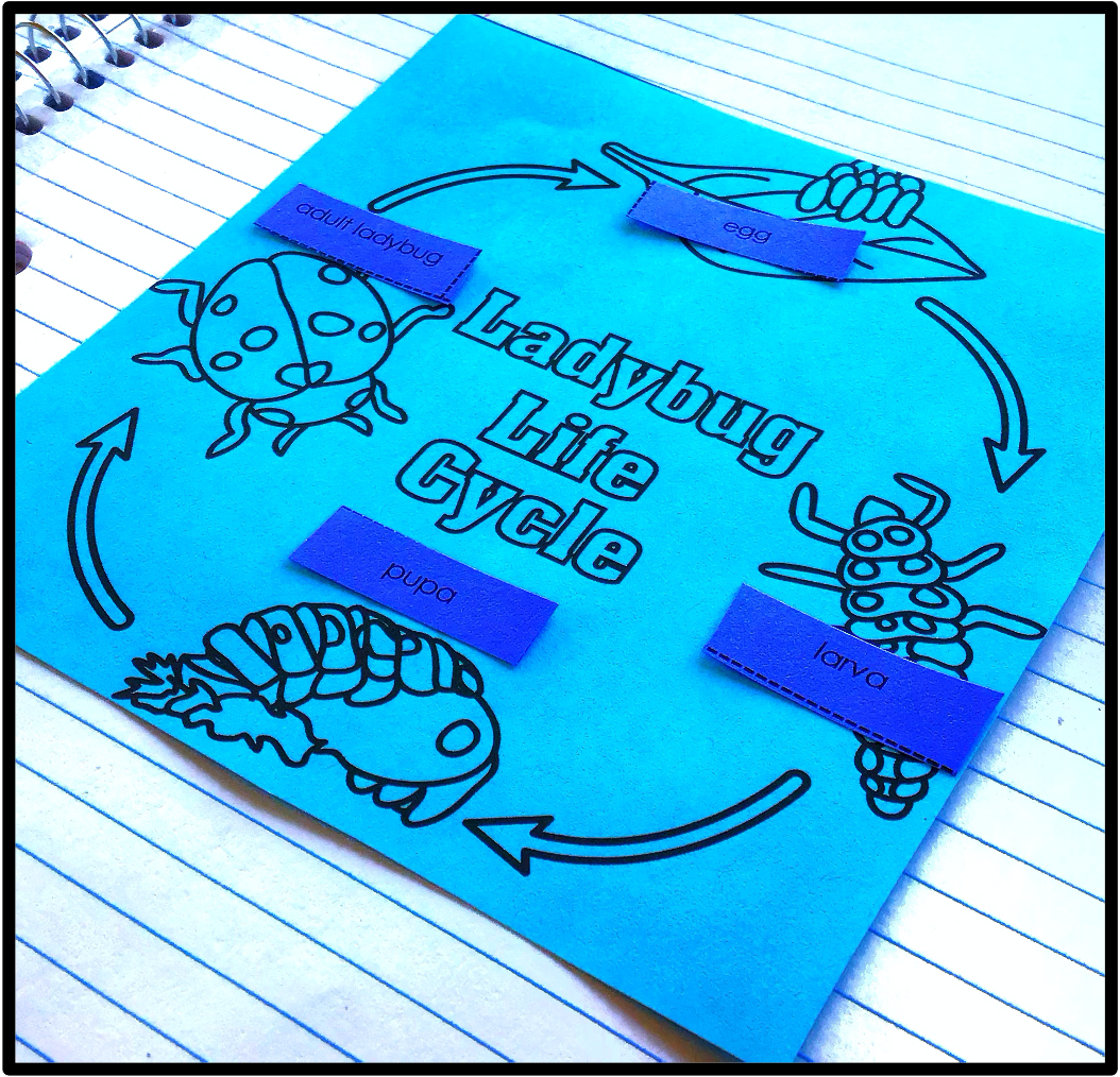 How to Teach Life Cycles Activities and Lessons - Glitter in Third