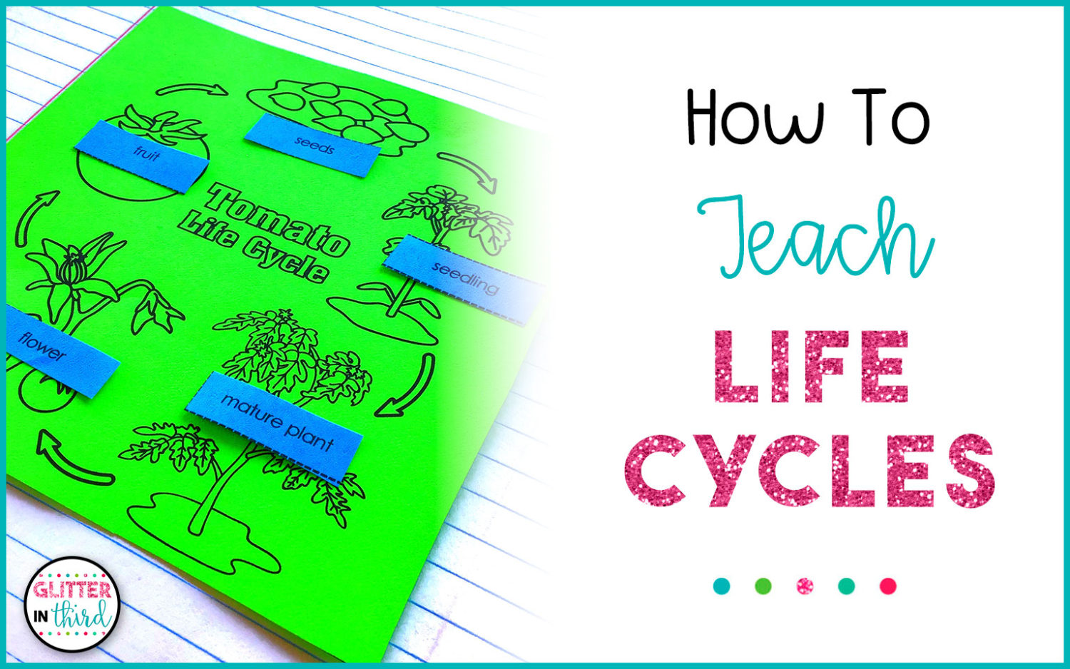 How to Teach Life Cycles Activities and Lessons - Glitter in Third