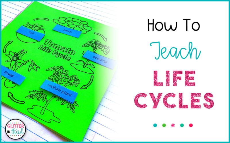 How to Teach Life Cycles Activities and Lessons - Glitter in Third