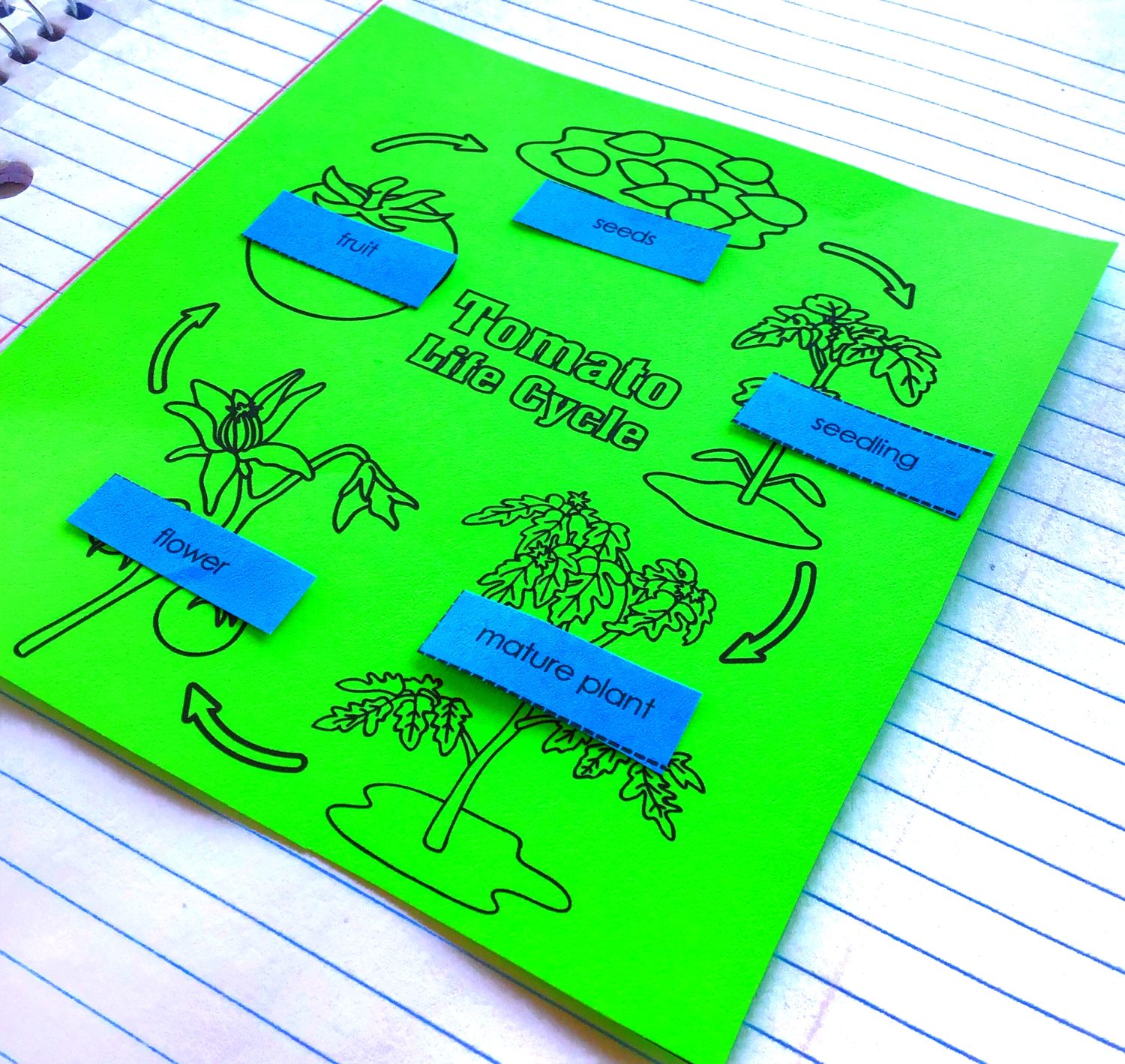 Plant Life Cycle Activities to Use In Your Science Class - Glitter in Third