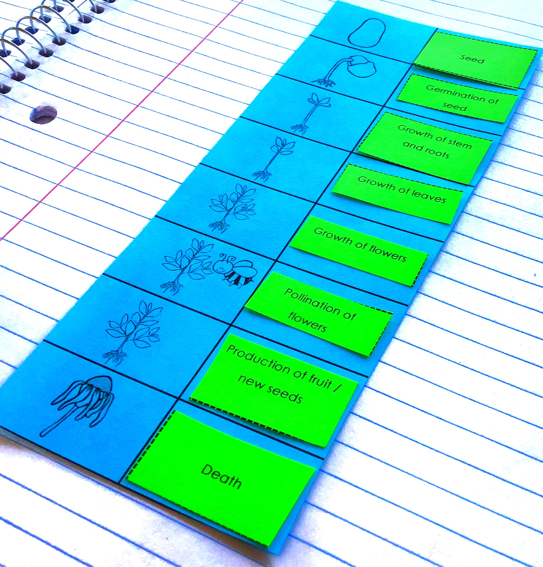 Plant Life Cycle Activities to Use In Your Science Class - Glitter in Third