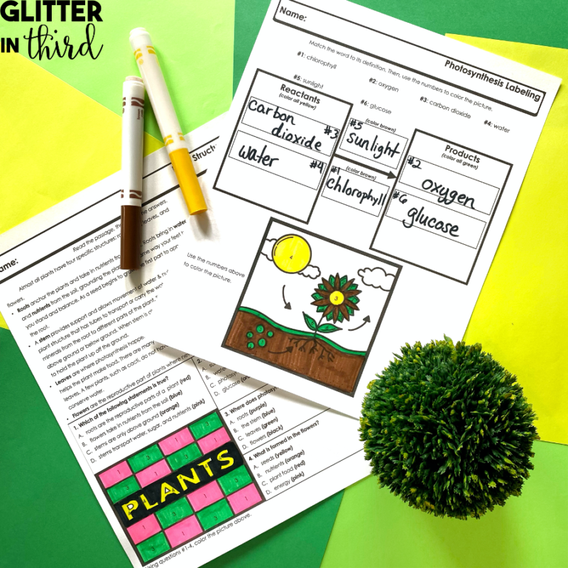Photosynthesis Activities and Games For Teachers - Glitter in Third