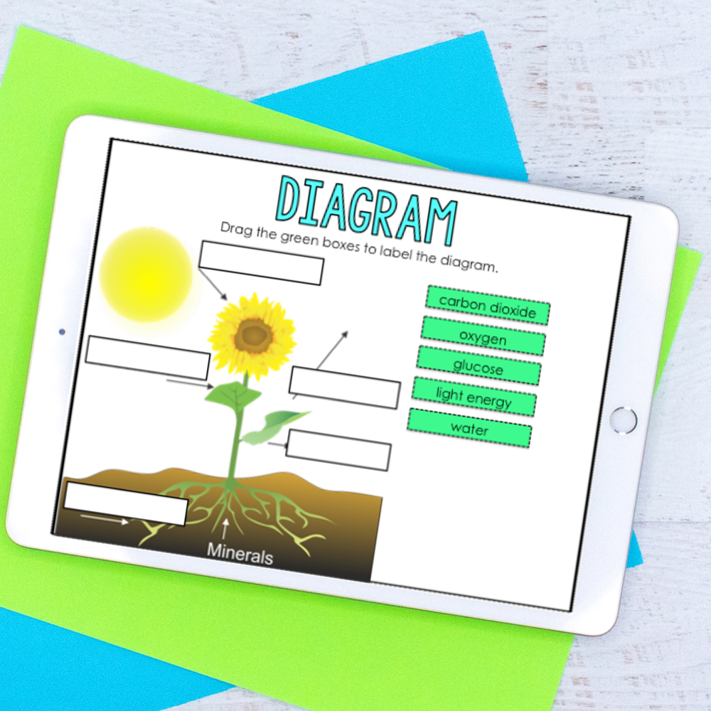 Photosynthesis Activities and Games For Teachers - Glitter in Third