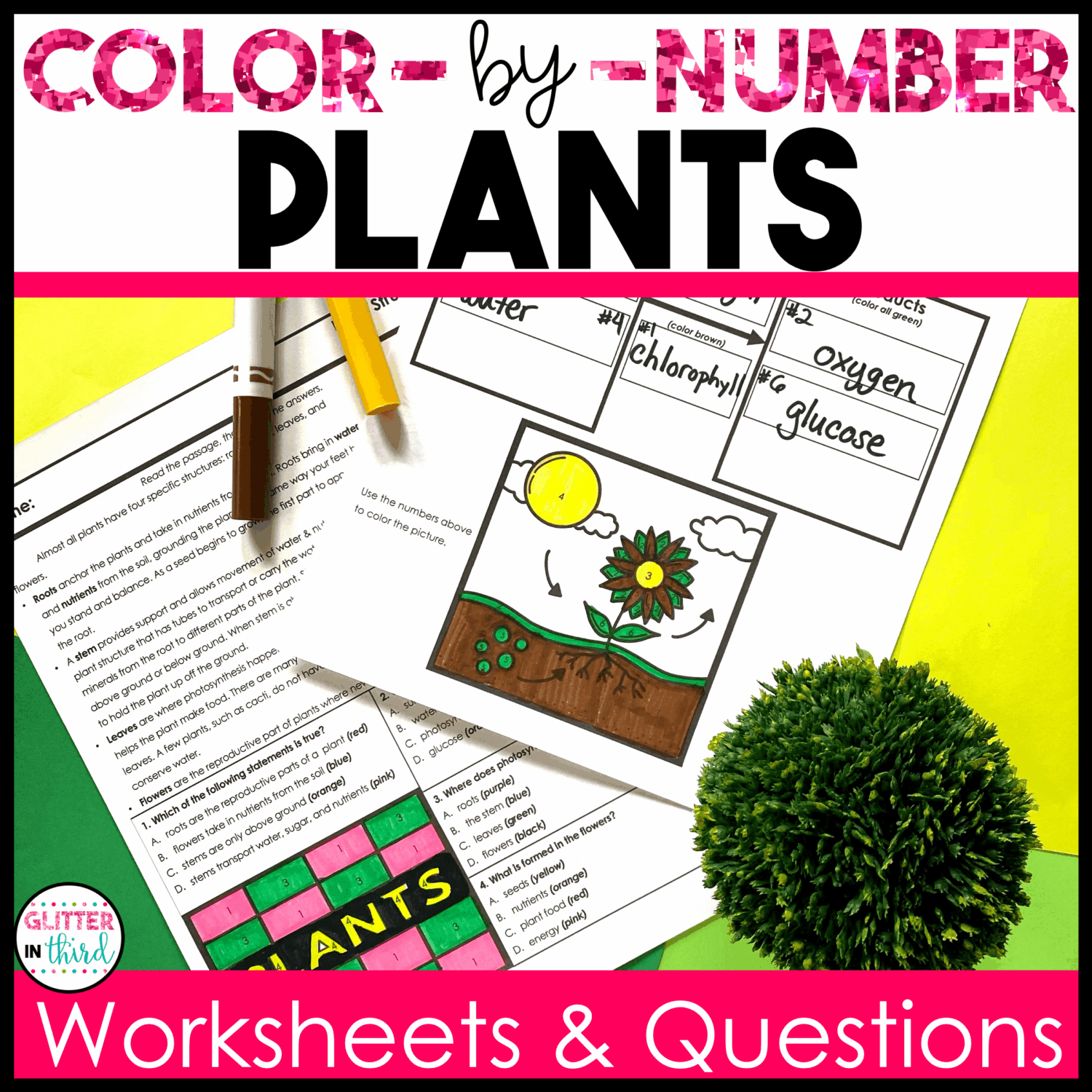 Plants & Photosynthesis Worksheets Color-By-Number - Glitter in Third
