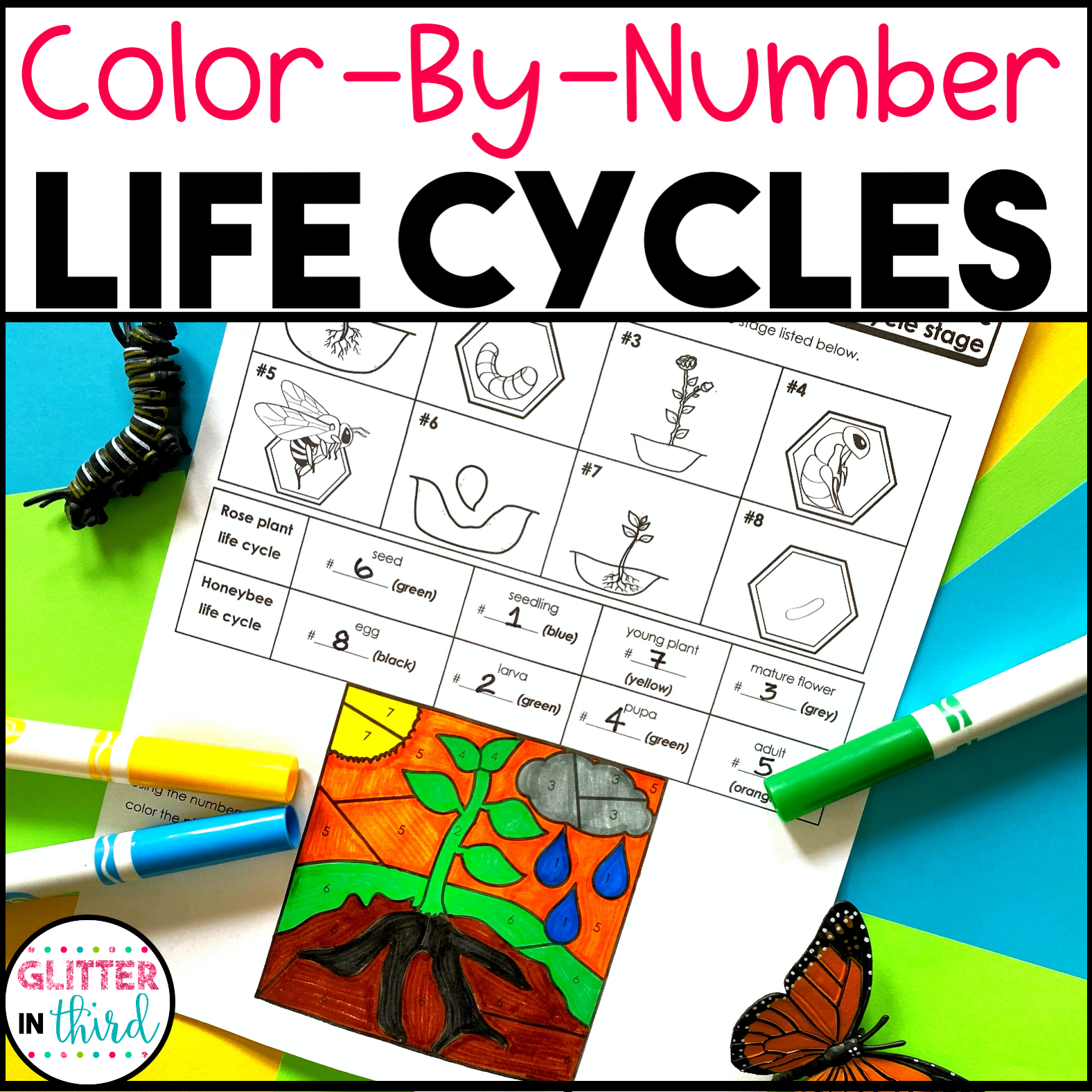 Plant and Animal Life Cycle Worksheets Color-By-Numbers - Glitter in Third