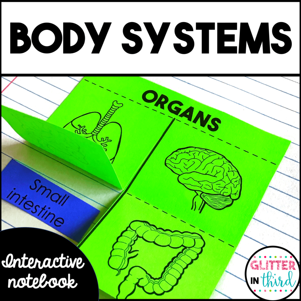 Human Body Systems Interactive Notebook Activities - Glitter in Third