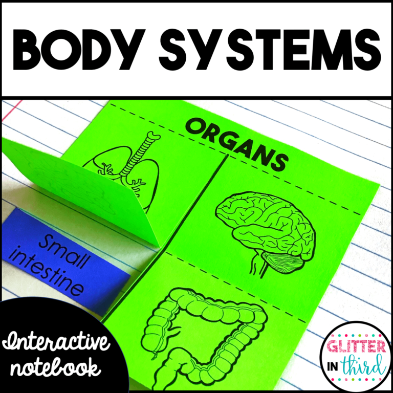 Human Body Systems Interactive Notebook Activities - Glitter in Third