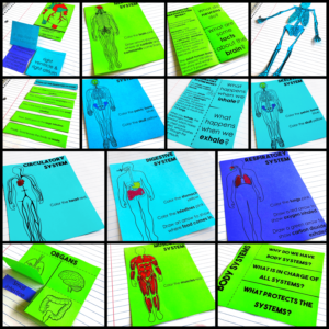 Human Body Systems Interactive Notebook Activities - Glitter in Third