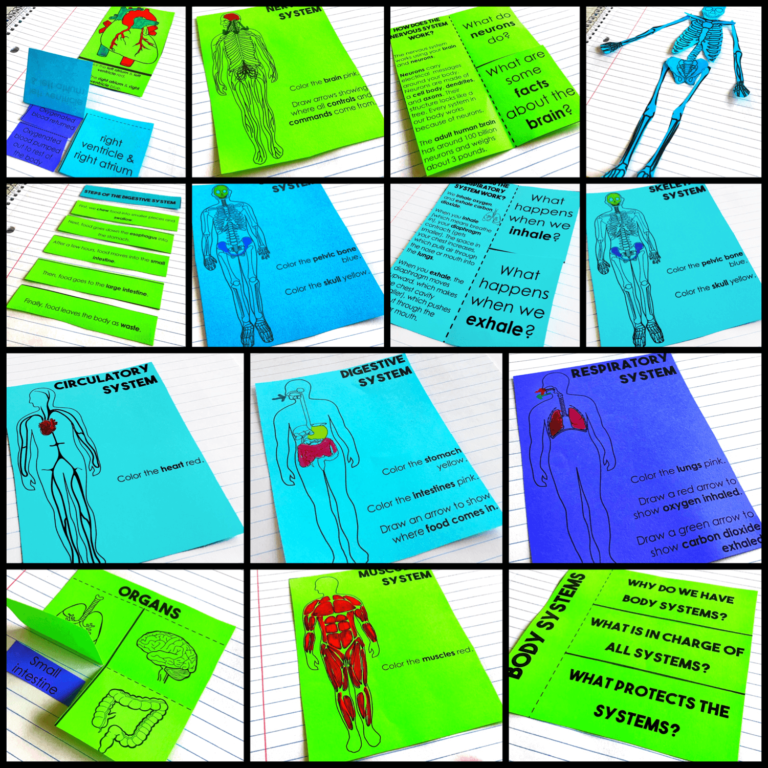 Human Body Systems Interactive Notebook Activities - Glitter in Third