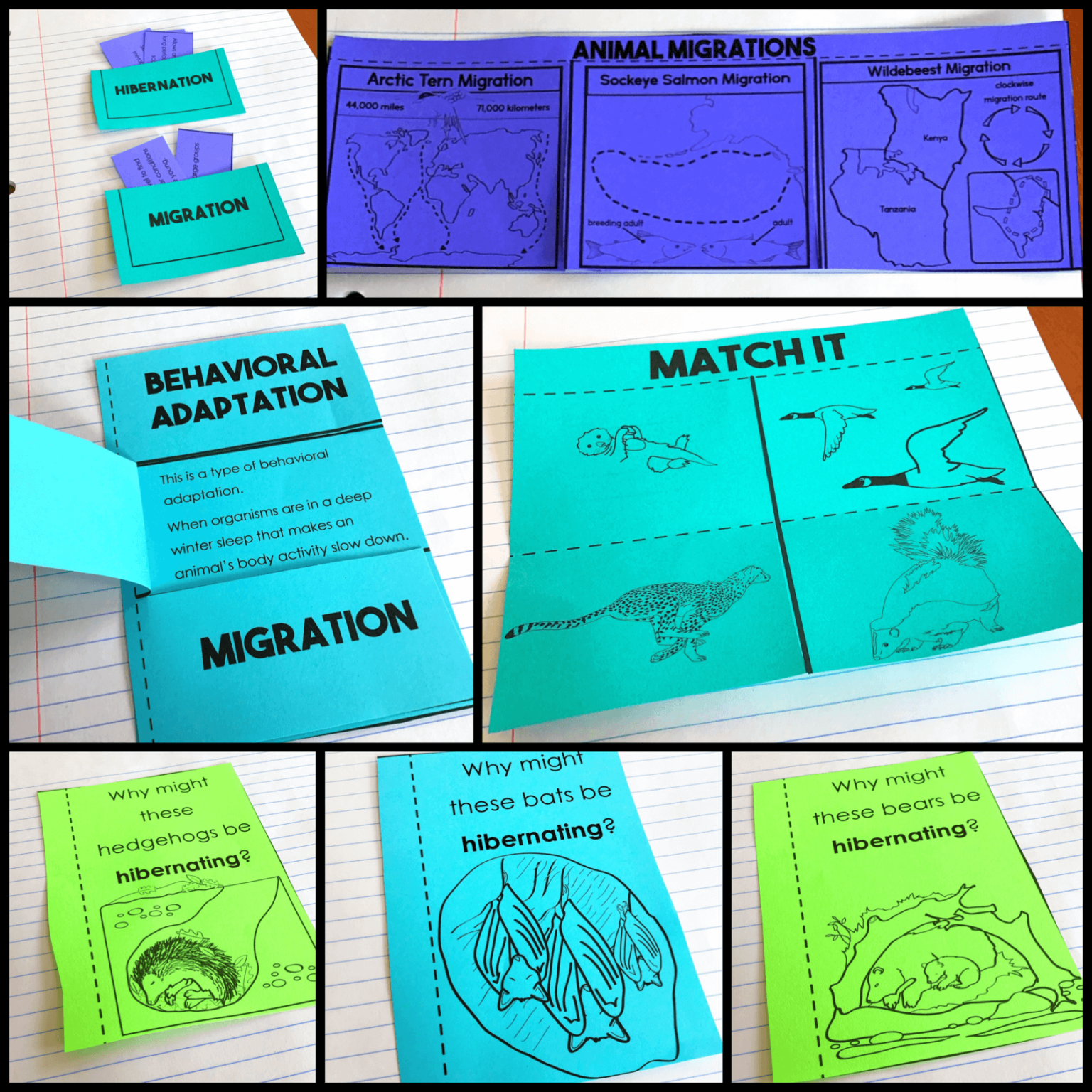 Behavioral Adaptations Migration & Hibernation Activities Interactive ...