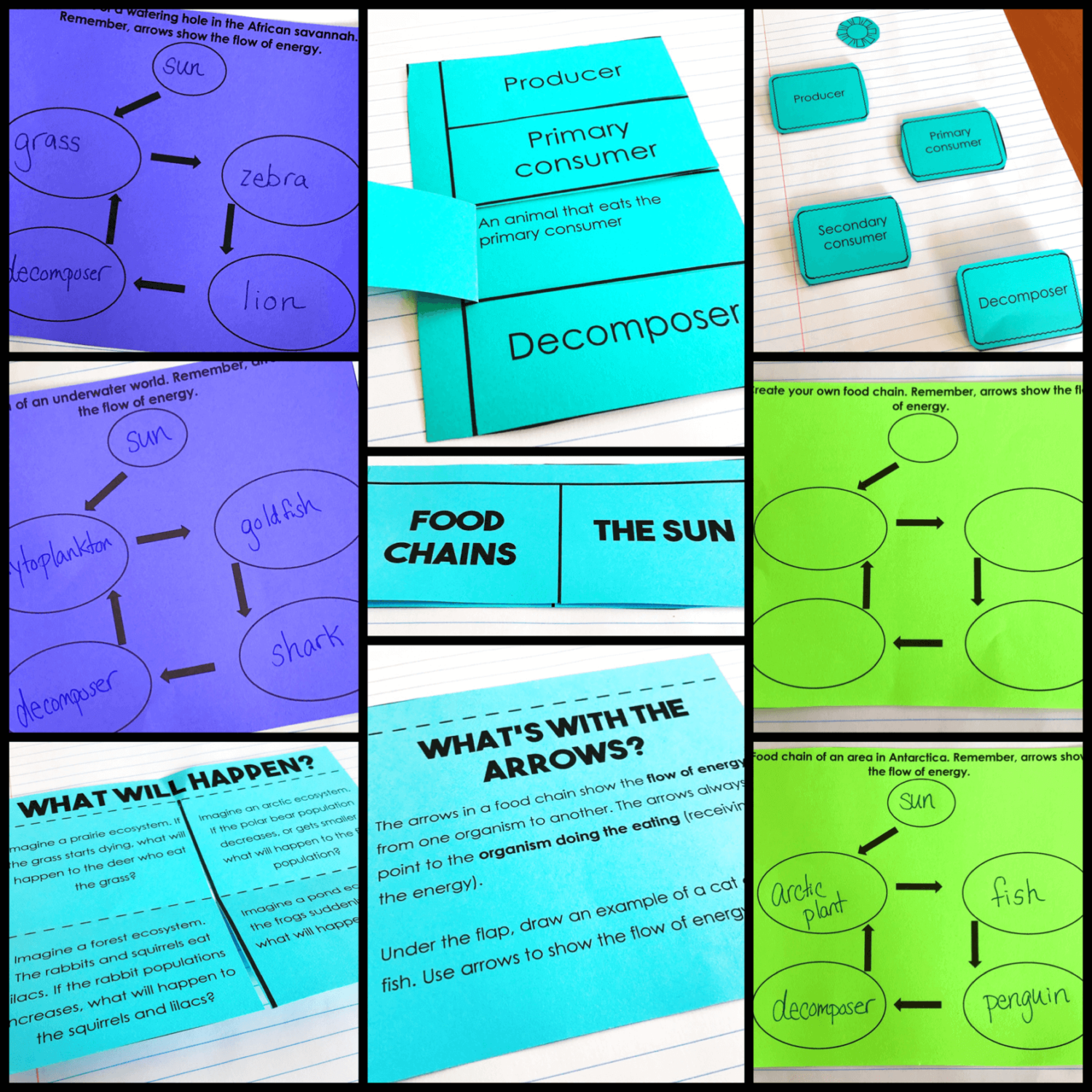 Food Chains Producers Consumers Decomposers Activities Interactive ...