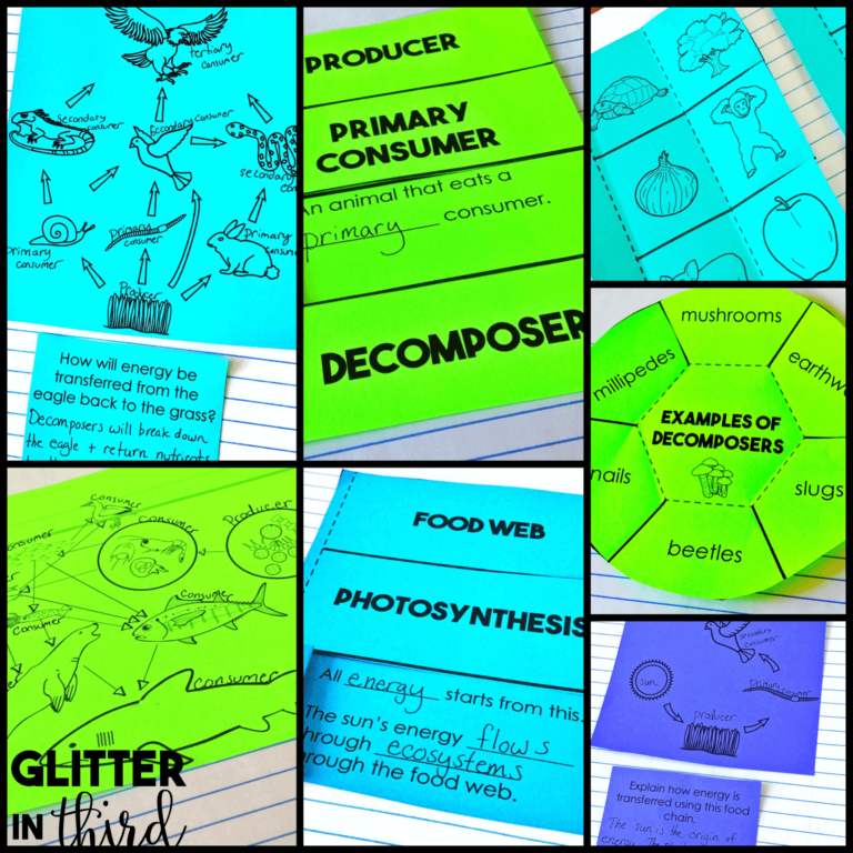 Food Chains and Food Webs Producers Consumers Decomposers Interactive ...
