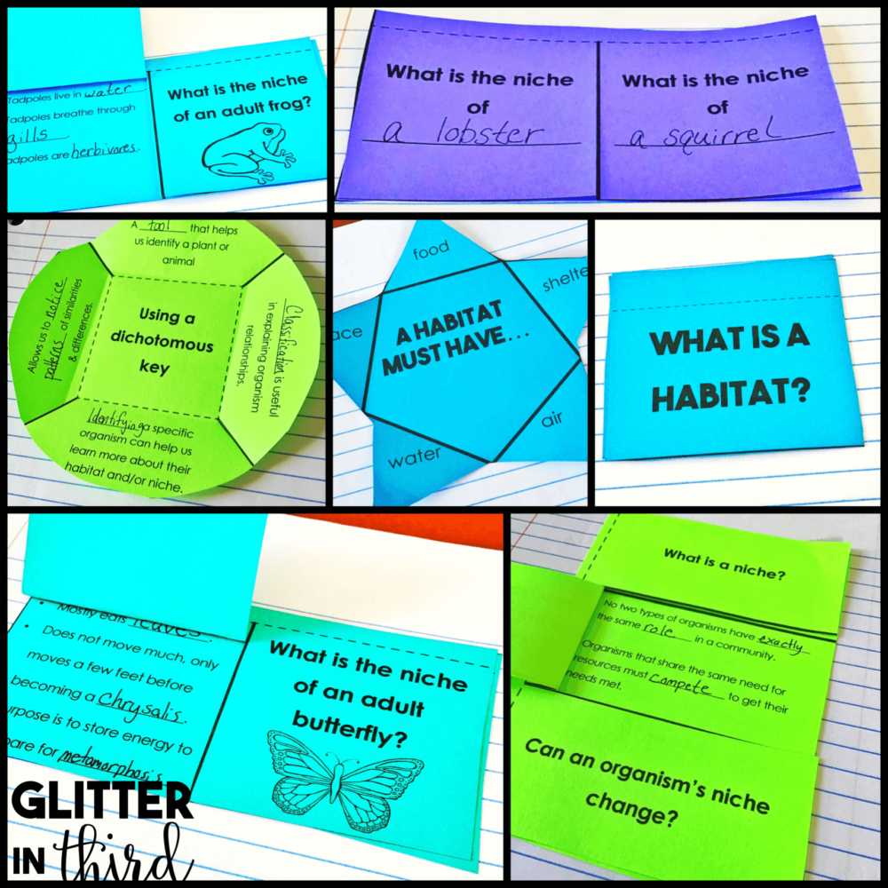 Animal Habitat and Niche Activities Interactive Notebook - Glitter in Third