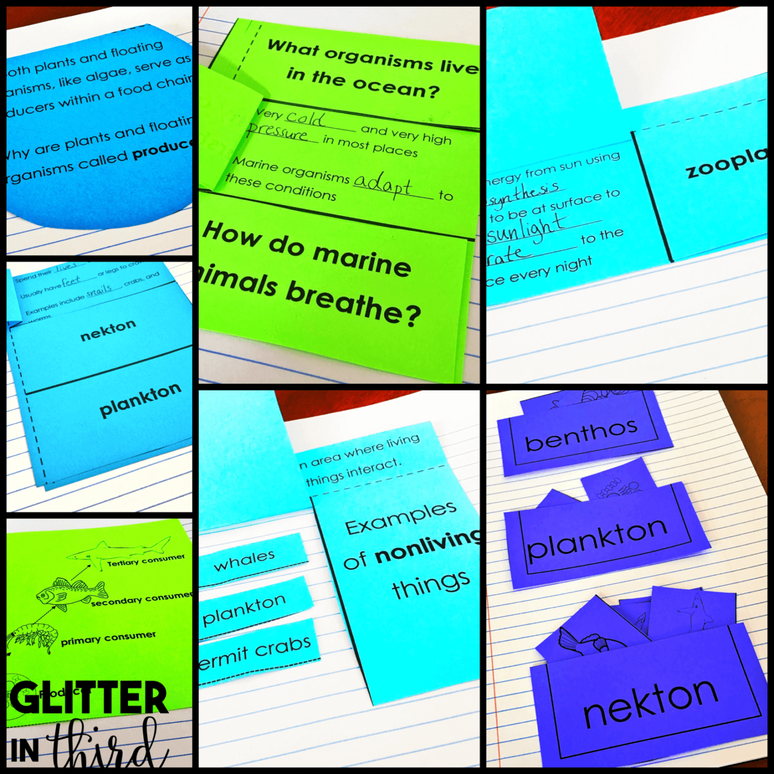 Ocean Habitats & Animals Activities Interactive Notebook - Glitter in Third